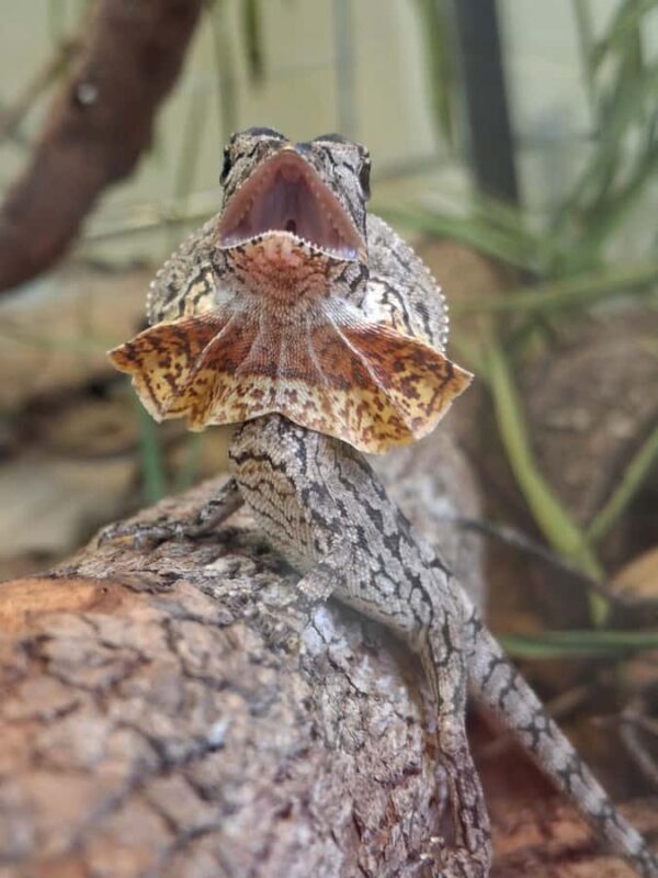 Darwin: Territory Wildlife Park Entry Ticket - FAQs