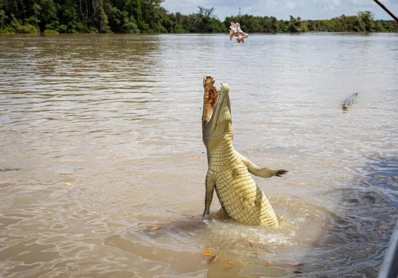 Darwin: The Croc Bus to the Famous Jumping Crocodile Cruise - FAQs