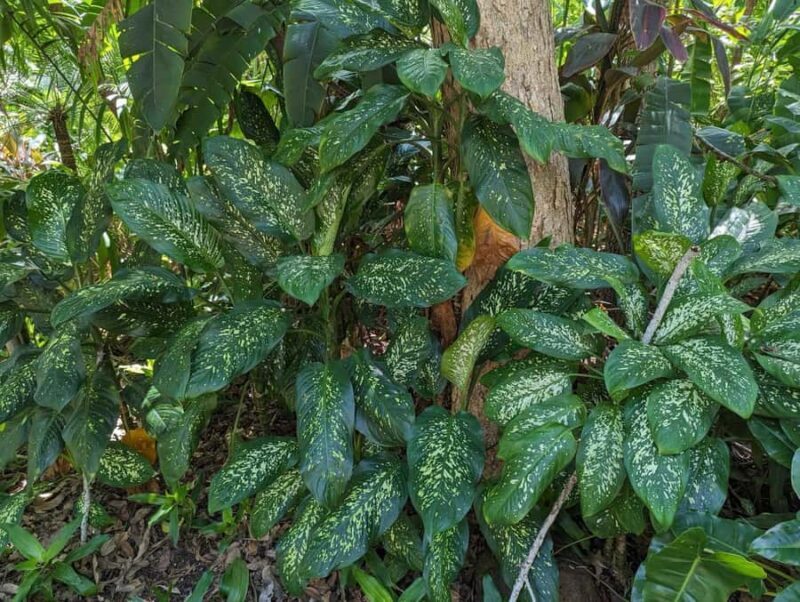 Darwin: Tropical Gardens, Outback Gourmet Meal & Sightseeing - A Deep Dive into the Darwin Experience