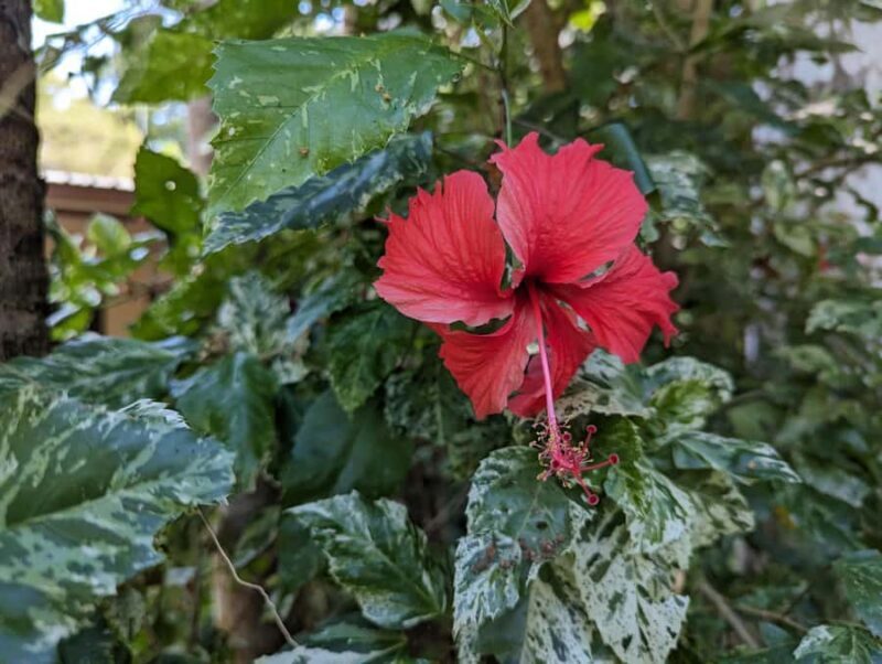 Darwin: Tropical Gardens, Outback Gourmet Meal & Sightseeing - Who Will Love This Tour?