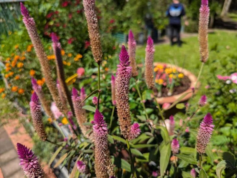 Darwin: Tropical Gardens, Outback Gourmet Meal & Sightseeing - FAQ