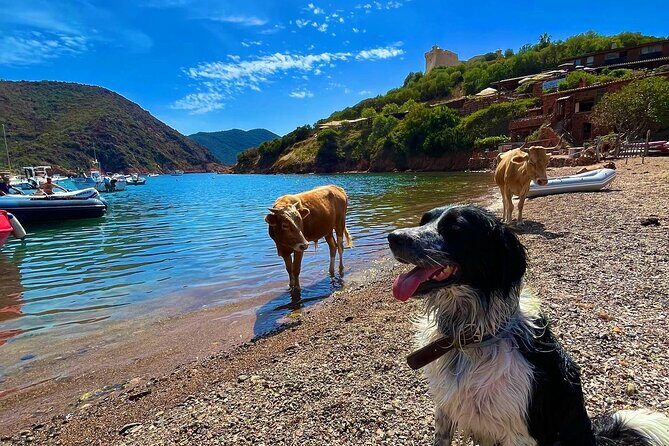 Day at Scandola and Calanques de Piana in a small group - FAQ