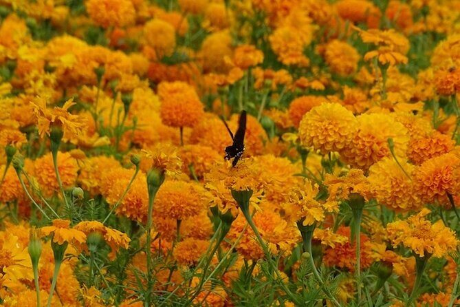 Day of the Dead Tour in Atlixco from Mexico City - Pricing and Value: Is It Worth It?