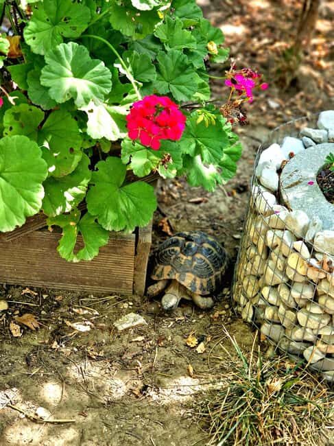 Day tour from Saranda/Ksamil:Gjirokaster +Blue Eye & Lekursi - FAQ Section