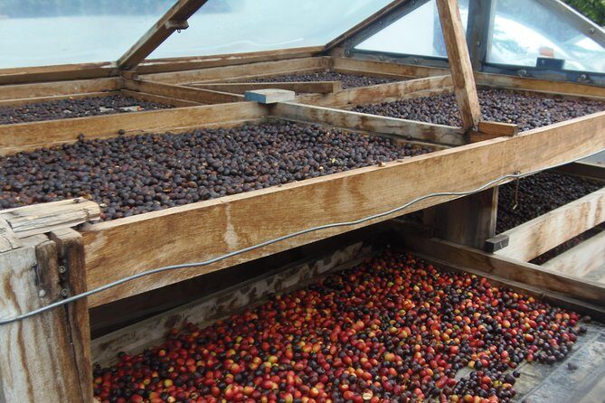 Day Tour in North of Gran Canaria with Wine Tasting - Final Thoughts