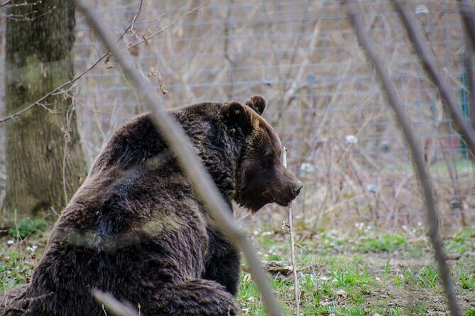 Day Trip Bear Sanctuary, Bran Castle, Rasnov Fortress from Brasov - FAQ