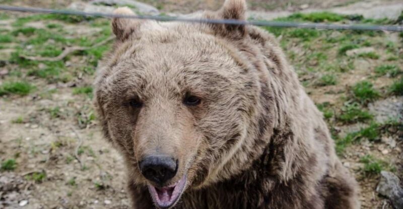 Day trip Bran Castle, Rasnov Fortress and Bear Sanctuary - Who Would Love This Tour?