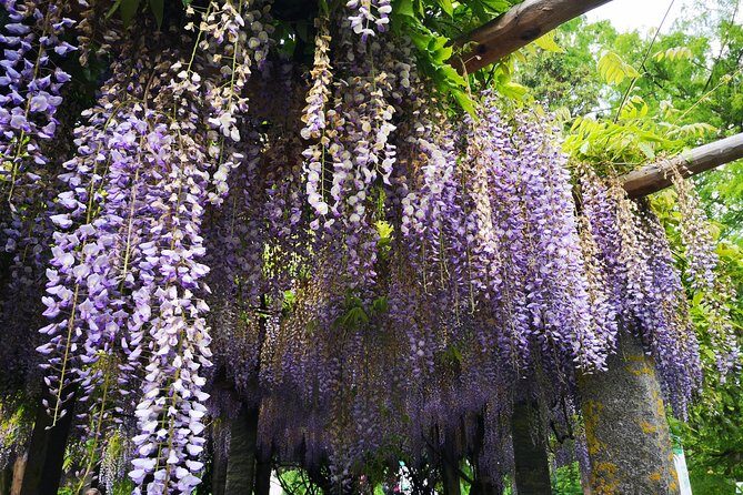 Day Trip Flower Island of Mainau including Meersburg - FAQ