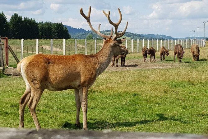 Day trip from Brasov: Bison reserve & traditional lunch - Exploring the Itinerary in Detail