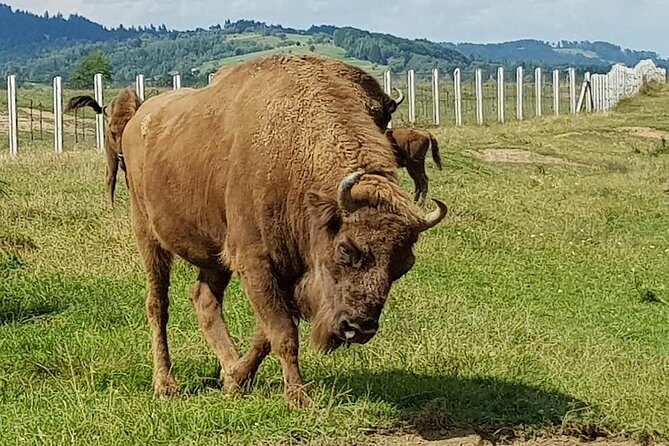 Day trip from Brasov: Bison reserve & traditional lunch - Practical Details and Considerations