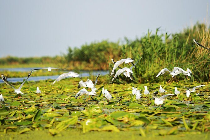 Day Trip from Bucharest to Danube Delta - Exploring the Itinerary in Detail
