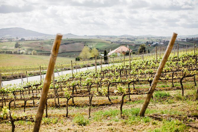 Day trip Lisbon Wine Tasting - Private tour - In-Depth Look at the Wine Tasting Experience
