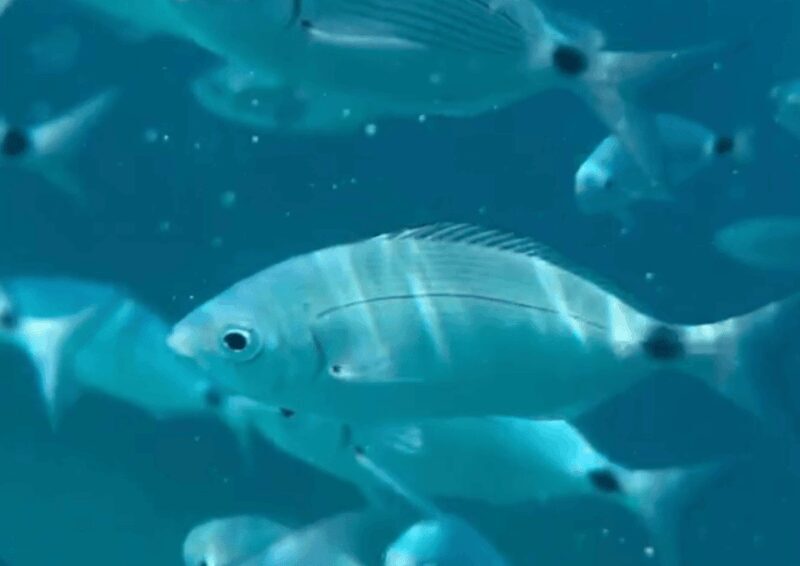 Day trip on a catamaran in the bay of ajaccio - A Closer Look at the Catamaran Day Trip in Ajaccio