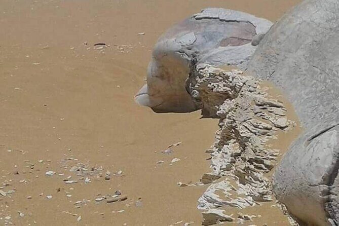 Day Trip To Bahariya Oasis Visit Black And White Desert From Cairo - The Sum Up: Who Should Book This Tour?