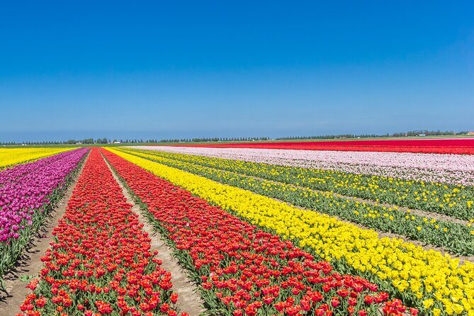 Day Trip to Famous Tulip Route in Noordoostpolder From Amsterdam - An In-Depth Look at the Tulip Route Experience