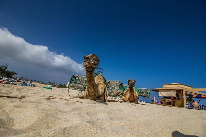 Day trip to Fuerteventura from Lanzarote - Who Would Love This Tour?