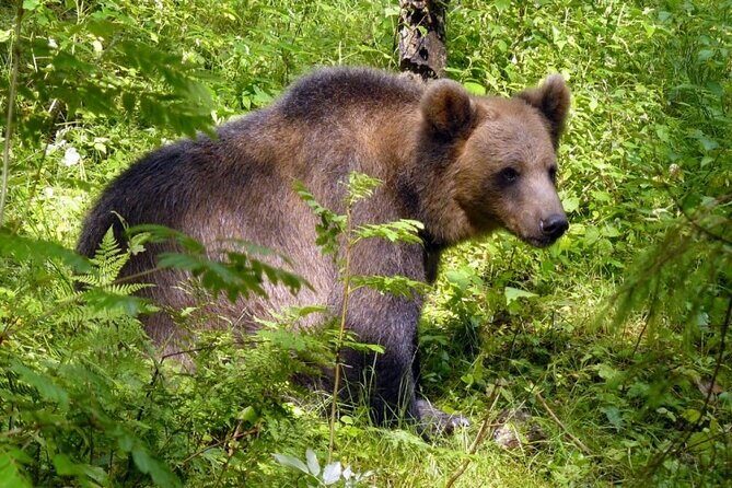 Day trip to Gauja National Park: animals, castles and a cave - Practical Details: What You Need to Know