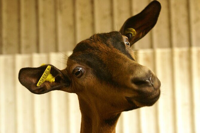 Day Trip to the Sancerre and Pouilly Vineyards - Who Might Want to Consider Other Options?