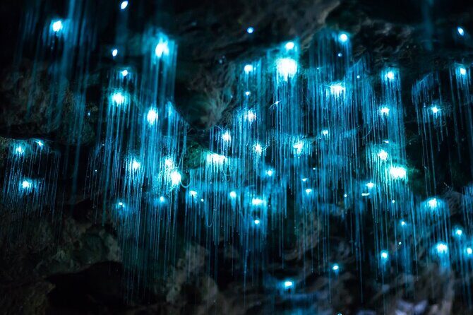 Daytime Scenic Rim Glow Worm Tour + Hop on Hop off Bus - Introduction