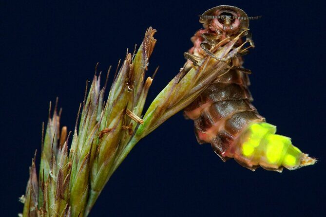 Daytime Scenic Rim Glow Worm Tour + Hop on Hop off Bus - Who Is This Tour Best For?