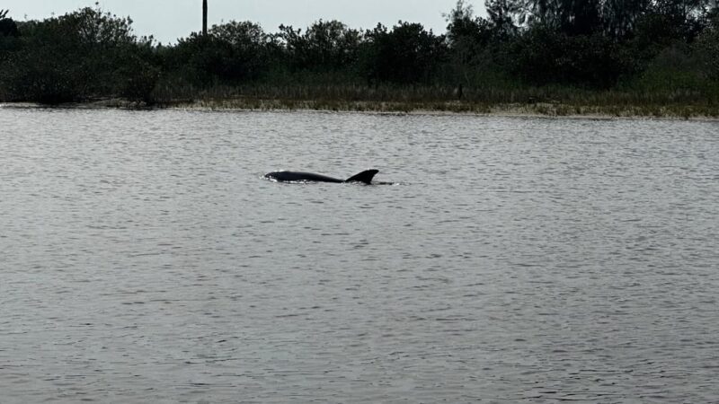 Daytona Beach: Coastal Discovery Cruise - FAQ