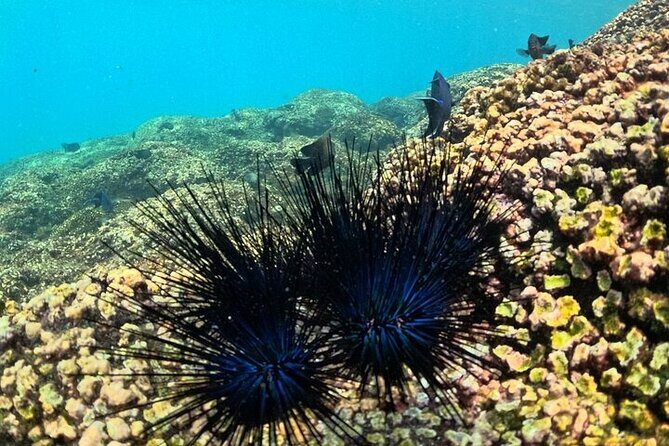 DE Huatulco Secret Reefs Snorkeling Tour DE Huatulco - Transport, Timing, and Practical Tips