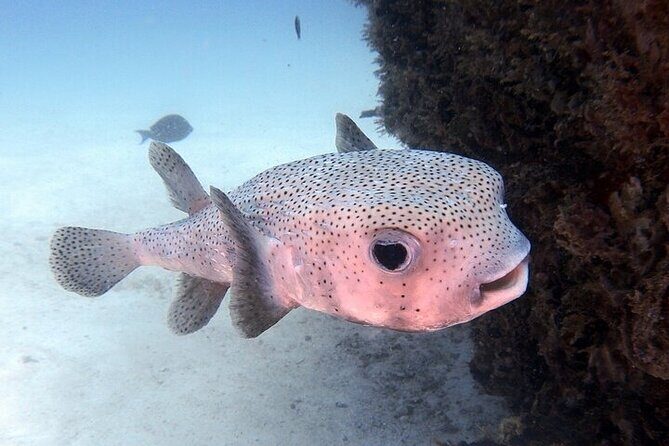 DE Huatulco Secret Reefs Snorkeling Tour DE Huatulco - FAQs