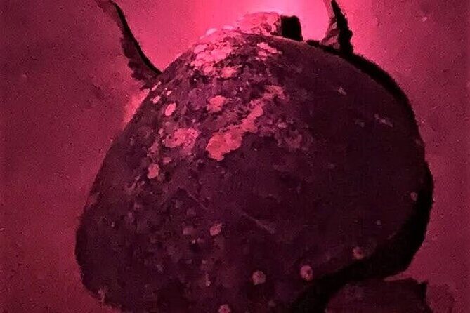 DE rismo and Night Monitoring of Sea Turtles - Exploring the Details: What to Expect on This Night Tour