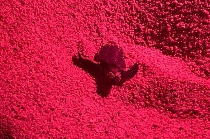 DE rismo and Night Monitoring of Sea Turtles - FAQ