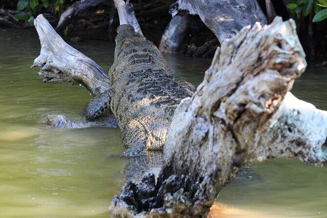 De Valladolid:Rio lagartos+Coloradas+Ek Balam+Cenote(Transporte) - FAQ