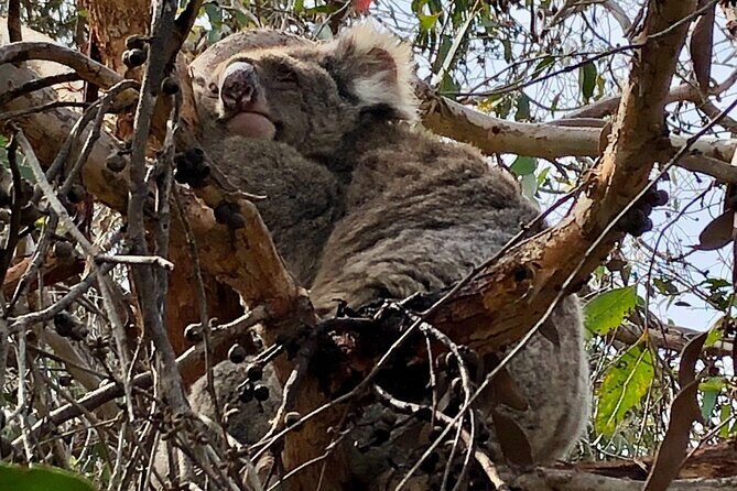 Deep Creek Hike: Trails and Tales with a Foreign Flair - Who Is This Tour Best For?