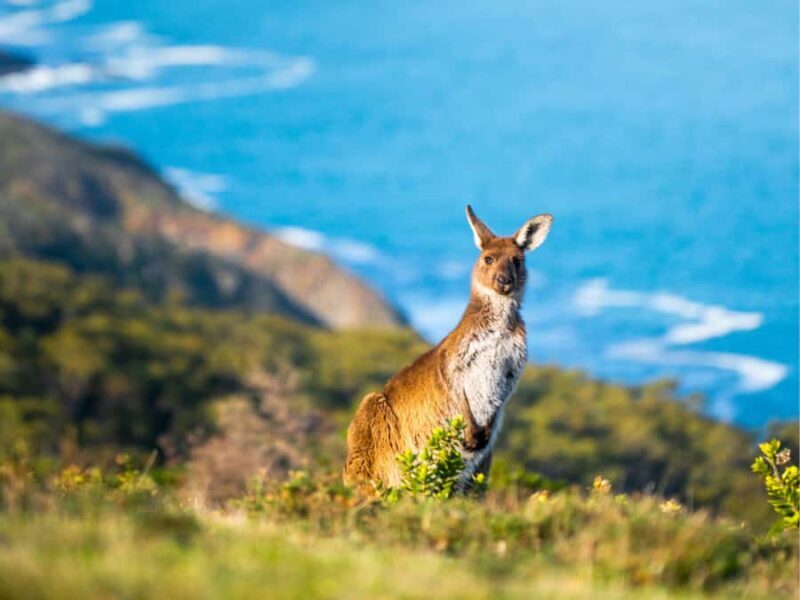 Deep Creek National Park: 4WD Adventure and Native Food Tour - Key Points