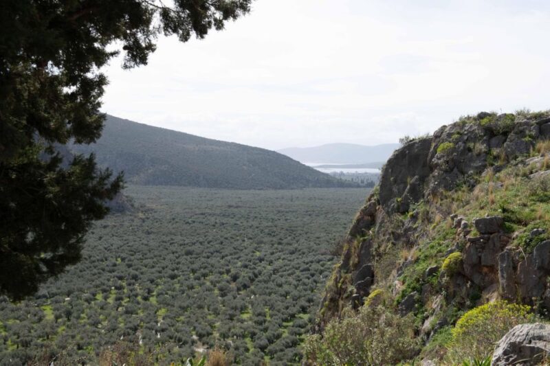 Delphi: Easy Hike on Ancient Path through the Olive Groves - What Makes This Experience Stand Out?
