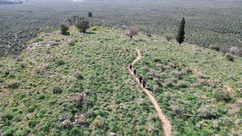 Delphi: Easy Hike on Ancient Path through the Olive Groves - Authentic Experiences and Local Insights
