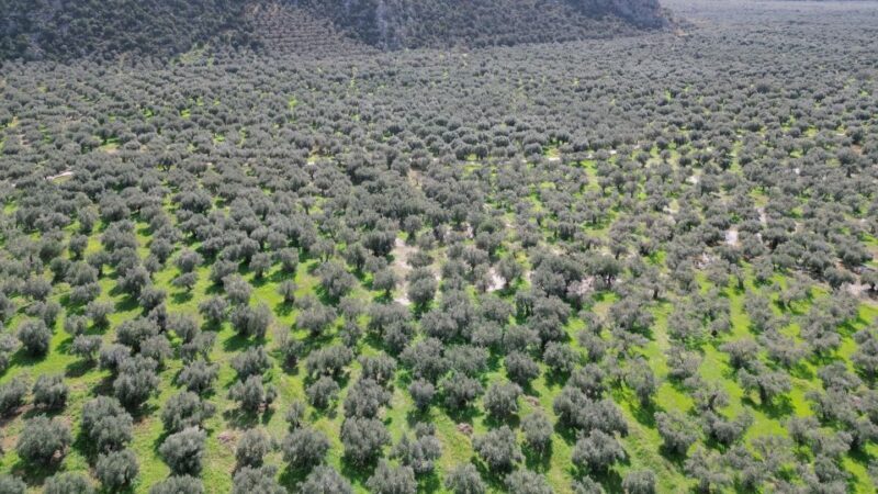 Delphi: Easy Hike on Ancient Path through the Olive Groves - FAQs