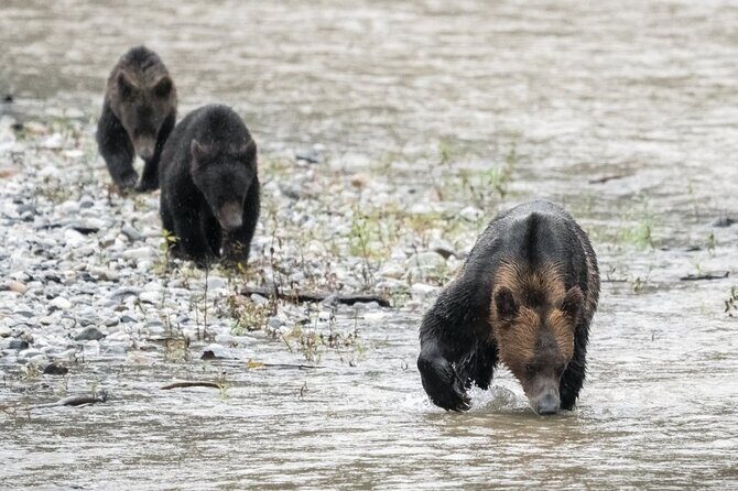 Deluxe Grizzlies and Culture Tour in Campbell River - Key Points  