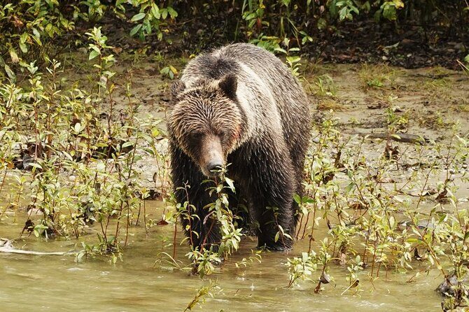 Deluxe Grizzlies and Culture Tour in Campbell River - Frequently Asked Questions  