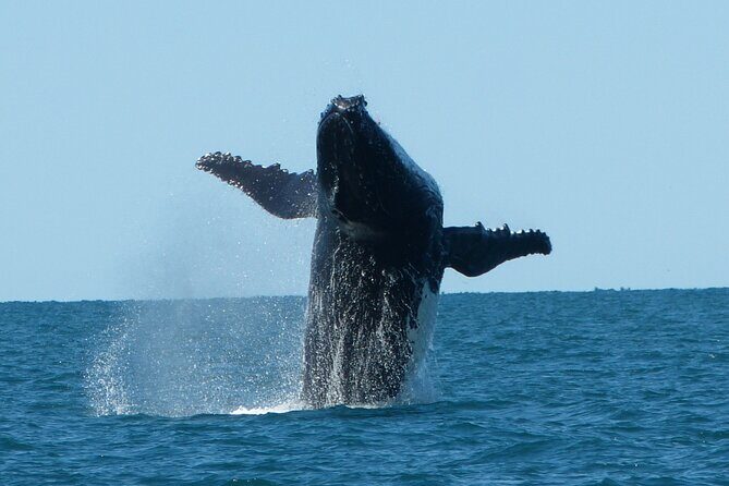 Deluxe Mega Fauna Humpback or Whaleshark Swim Ningaloo Reef - What to Expect from the Ningaloo Reef Wildlife Adventure