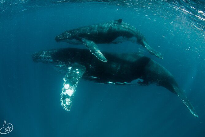 Deluxe Mega Fauna Humpback or Whaleshark Swim Ningaloo Reef - FAQs