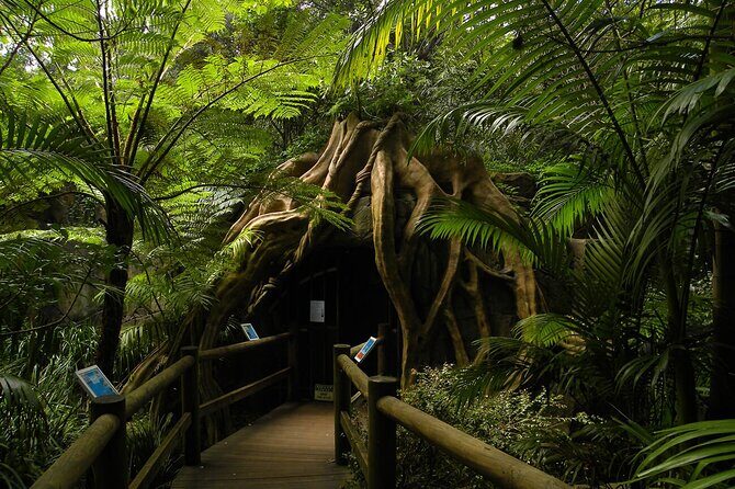 Deluxe Springbrook & Mt Tamborine Glow Worms and famous Skywalk - Highlighting Authentic and Unique Experiences