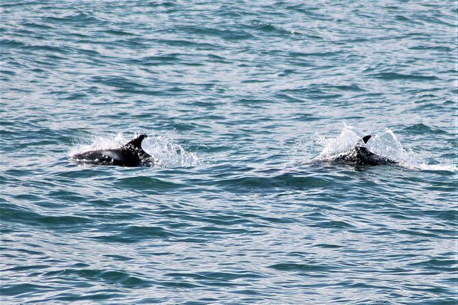 Deluxe Whale Watching and Whales of Iceland Exhibition Combo from Reykjavik - The Itinerary: What to Expect from Start to Finish