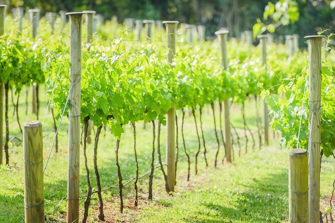 Deluxe Wine Tour to Tamborine Mountain, includes two course lunch - The Value for Money