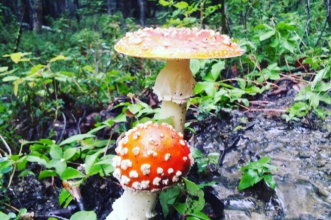 Denali 4 Hour Hiking Adventure with Naturalist Guide - The Value of This Tour