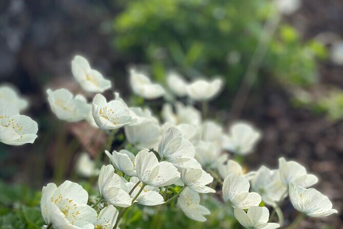 Denali 4 Hour Hiking Adventure with Naturalist Guide - FAQs