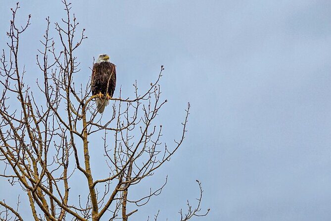 Denali Highway Overnight Excursion - Who Should Consider This Tour?