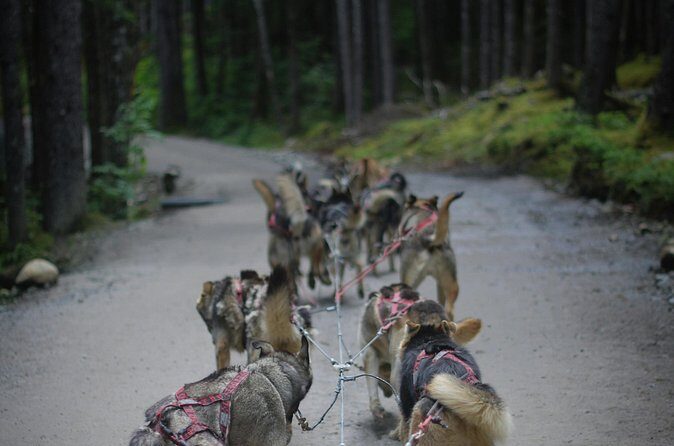 Denali Husky Kennel & Brewpub Visit  Half-Day Experience - Why This Tour Works Well for Certain Travelers