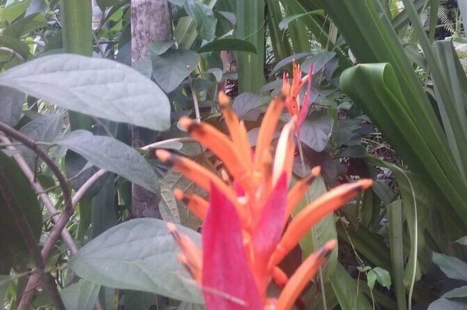 Denarau Hotels to Nadi Airport (Private Departure Transfer) - Who Is This Transfer Best For?