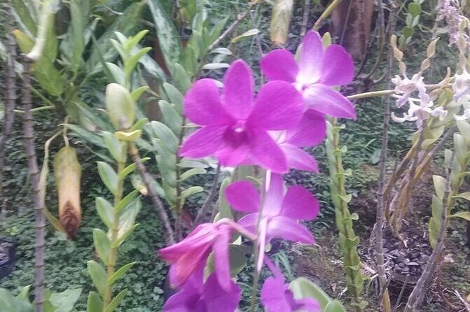 Denarau Hotels to Nadi Airport (Private Departure Transfer) - Final Thoughts