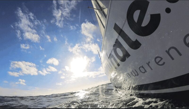 Denia: Sunset Electric Sailboat Cruise with Dolphin Spotting - The Itinerary in Detail