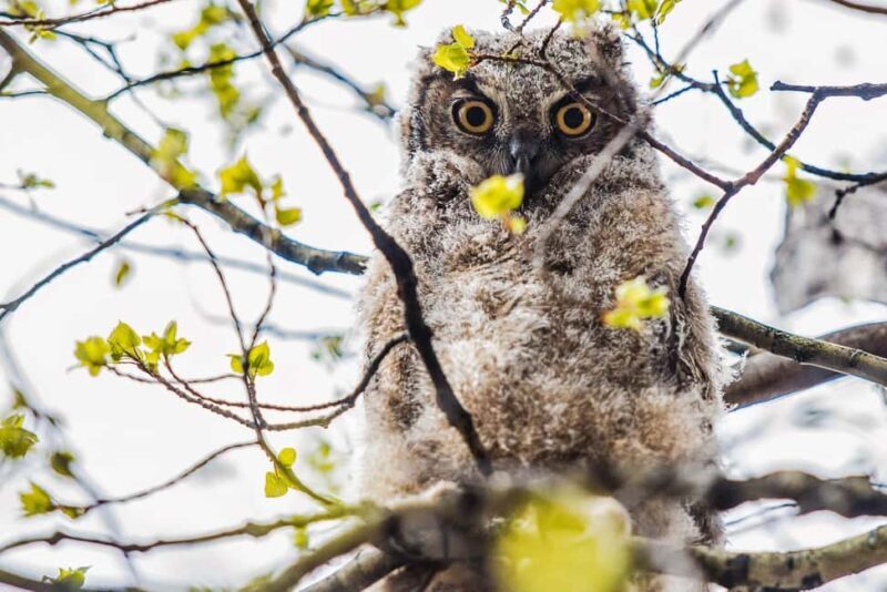 Denver: Birding Basics and Beyond - A Closer Look at the Denver Birding Experience